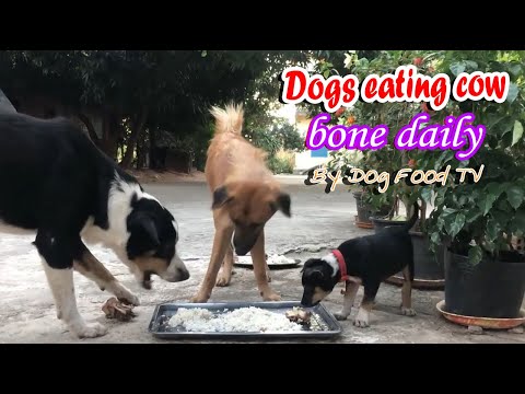 Dogs eating cow bone daily episode 411| By Dog Food TV - YouTube