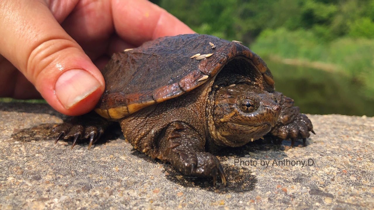 Removing Leeches from baby snapping turtles - YouTube