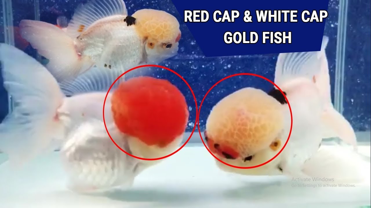 Red & White cap Aquarium Gold Fish || How to care goldfish || Goldfish ...