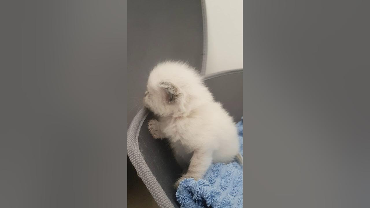 3 week old Ragdoll kittens becoming more active and being socialised ...