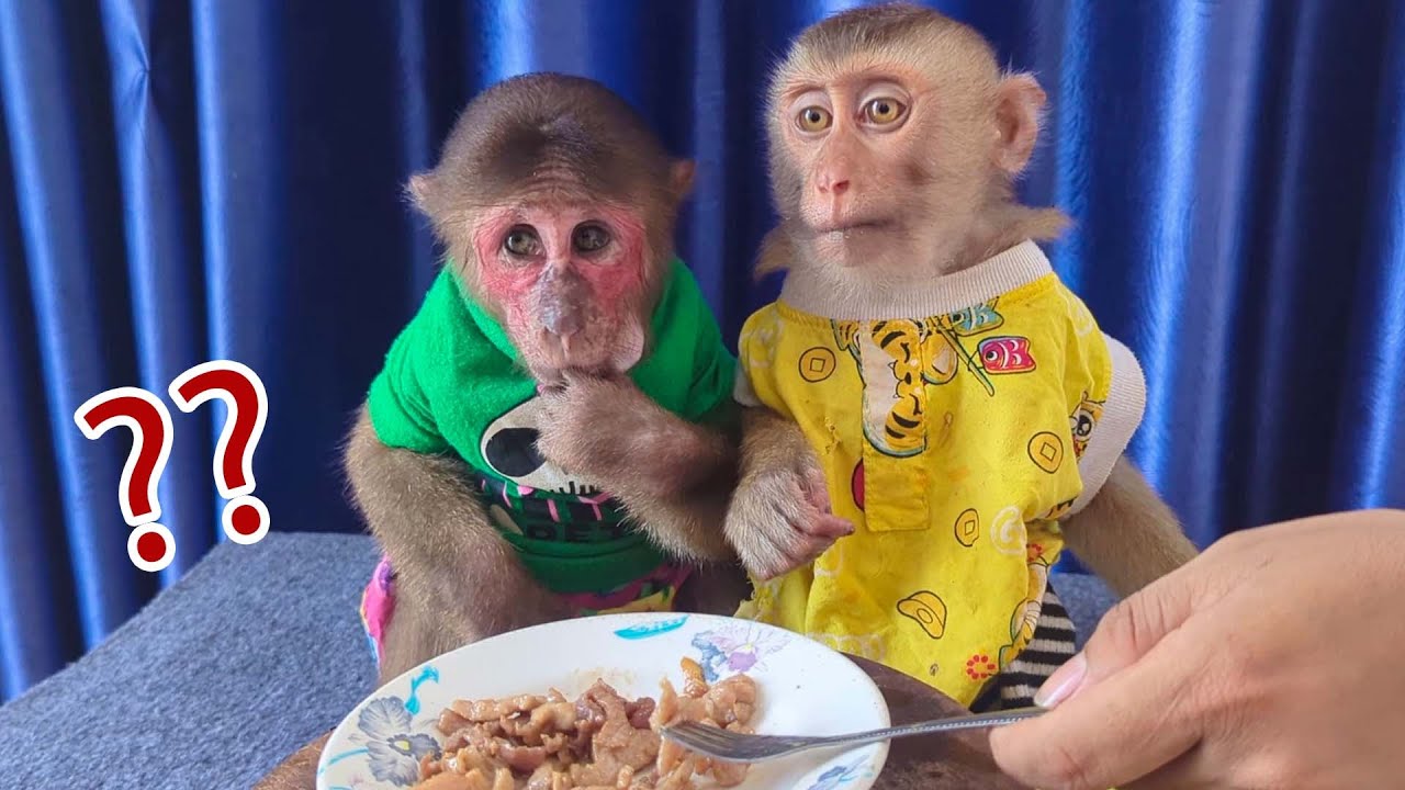 Smart Both Monkeys Having Dinner Very Cute...! - YouTube