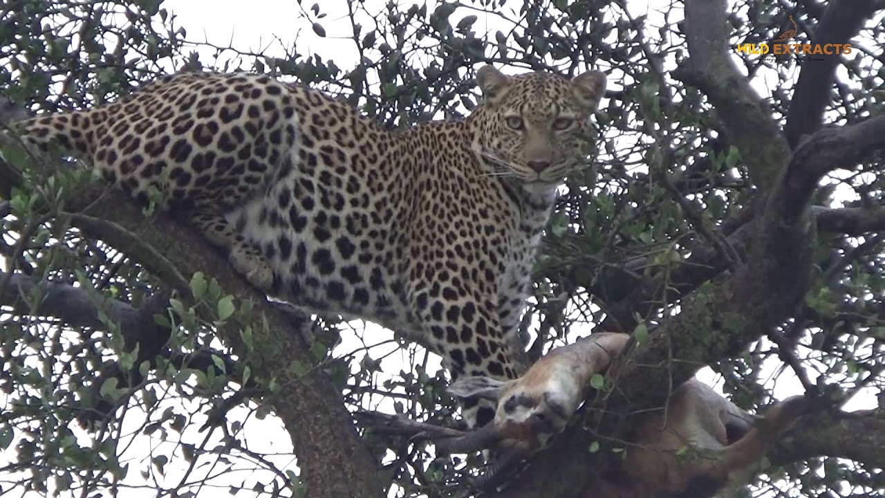 A Leopard dragging an antelope kill || Masai Mara || Wild Extracts ...
