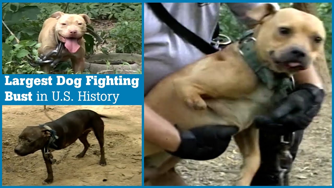 The Largest Dog Fighting Bust in US History - YouTube
