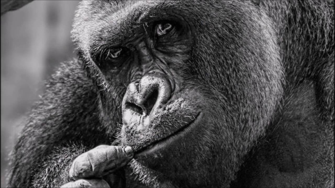 Harambe Anime Opening - YouTube