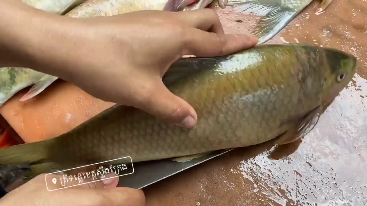 Best River Fish In Cambodia - YouTube