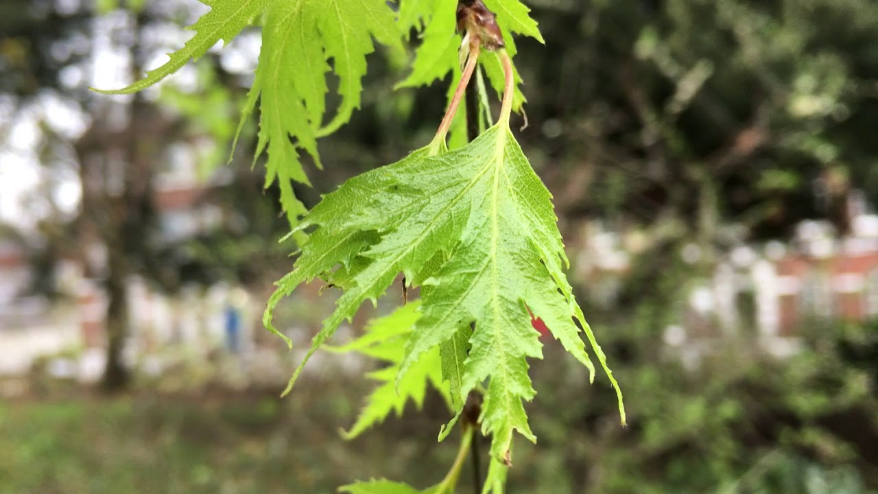 Ornäs birch (Swedish birch) - leaves close up - April 2018 - YouTube