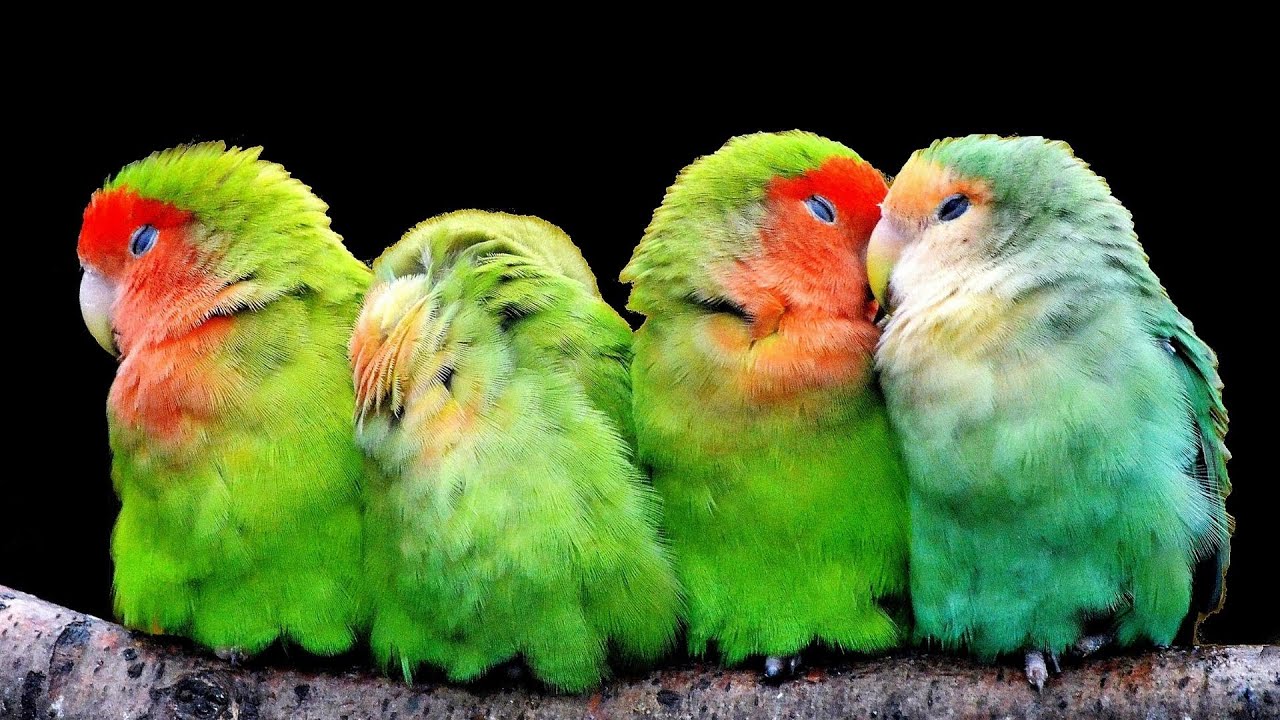 Papagei Video | Papageien | Parrots | Parrot video - YouTube