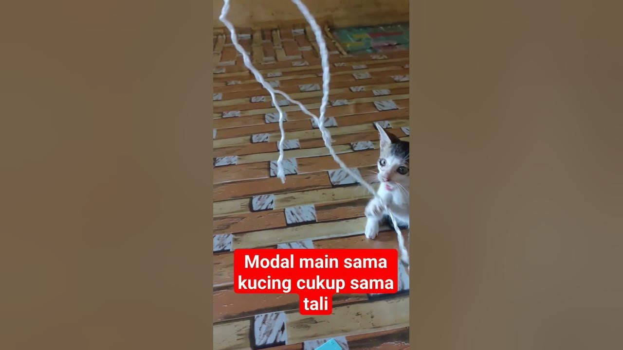 cate cat😂 - YouTube