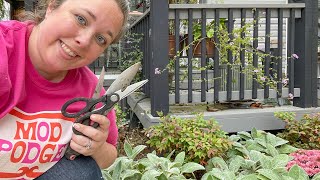 How to Divide Lambs Ear for even more PLANTS! (Zone 8b)