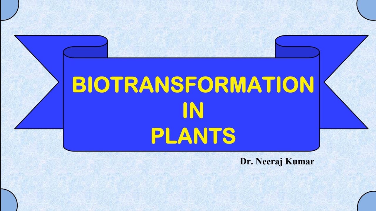 Biotransformation in plants | Plant biotechnology - YouTube