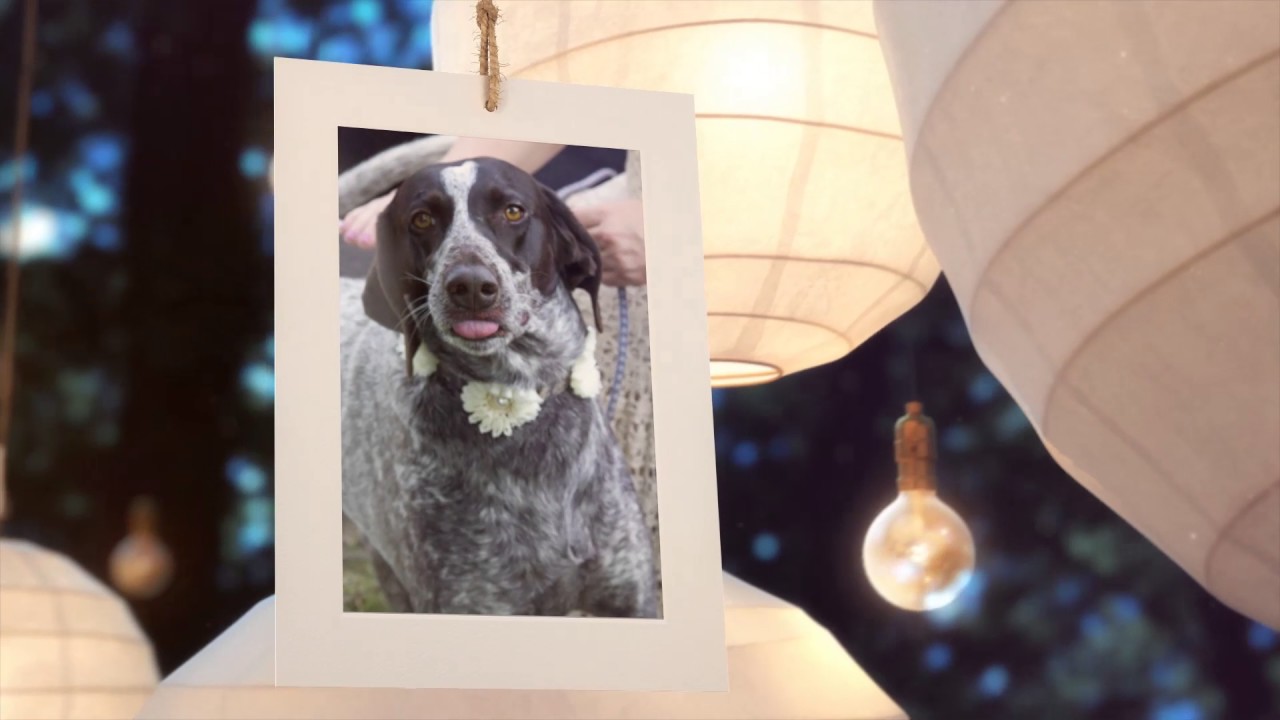 Graber-Jackson Wedding Sneak Peek video - YouTube