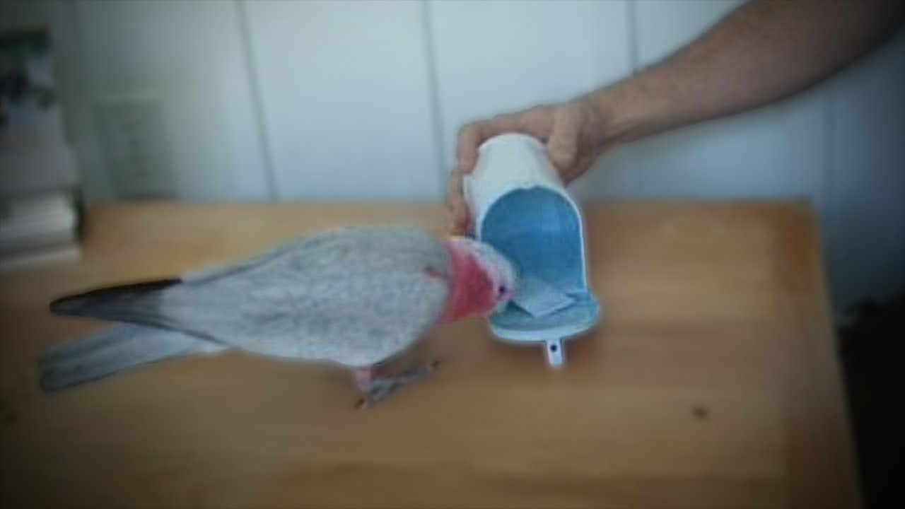 Parrot Trick Training | The Mailbox - YouTube
