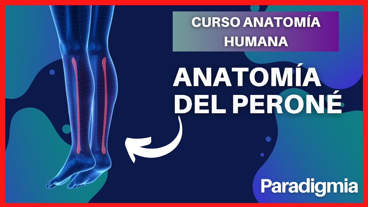 Anatomia Del Perone Distale