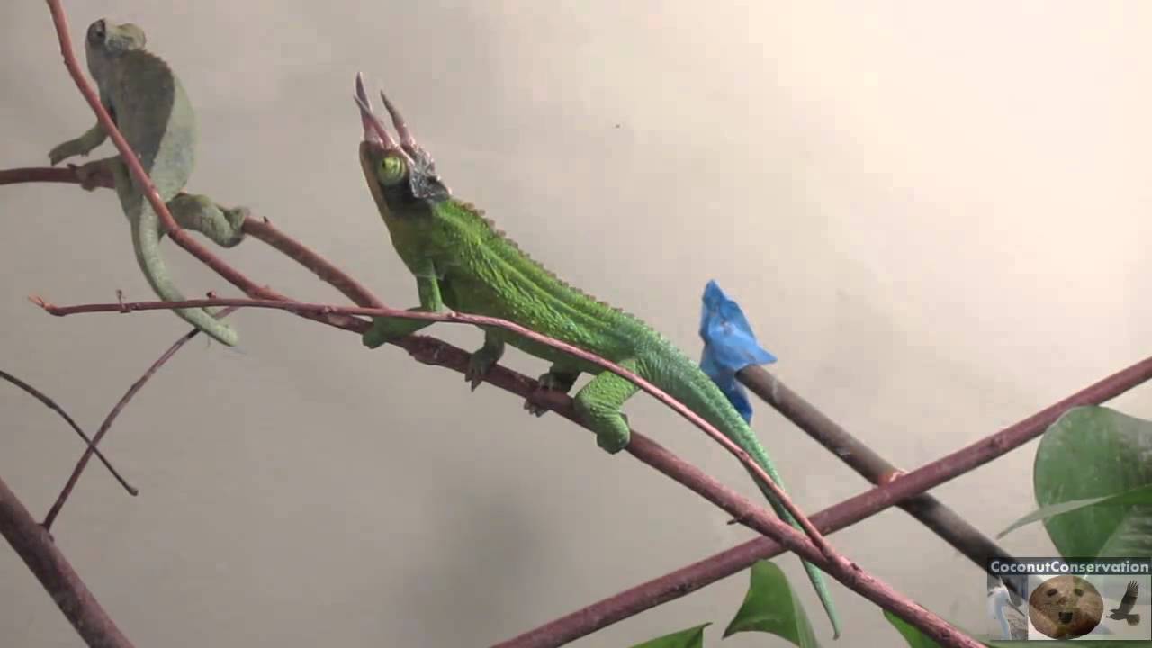 Jackson Chameleon Mating Dance - YouTube