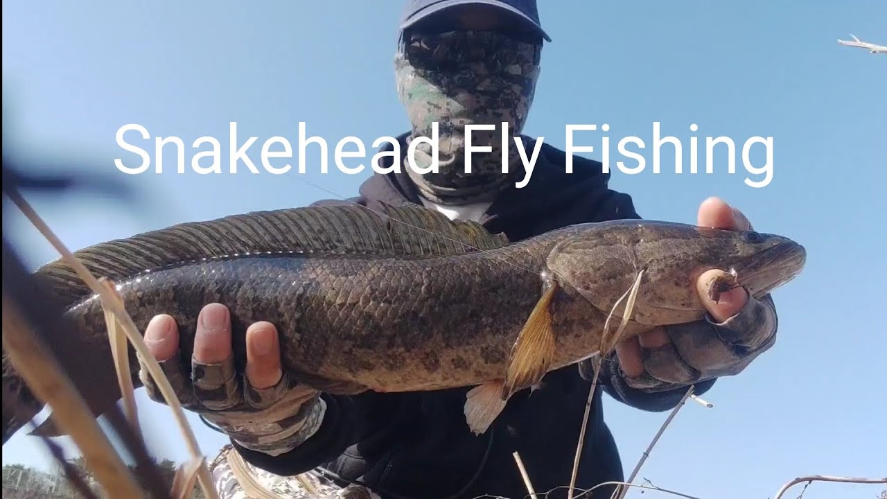 Fly Fishing - Snakehead On The Fly - YouTube