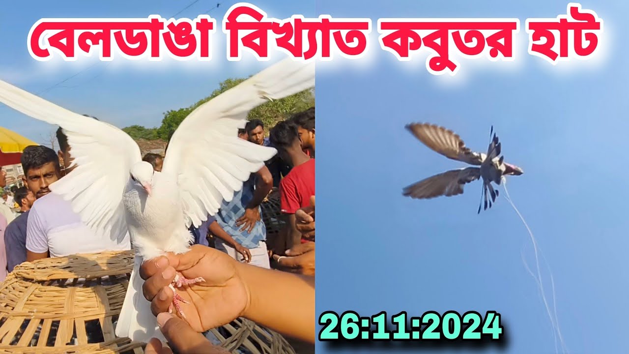 কবুতর হাট ২৬:১১:২০২৪ | Beldanga Hat Murshidabad | Beldanga Pigeon ...