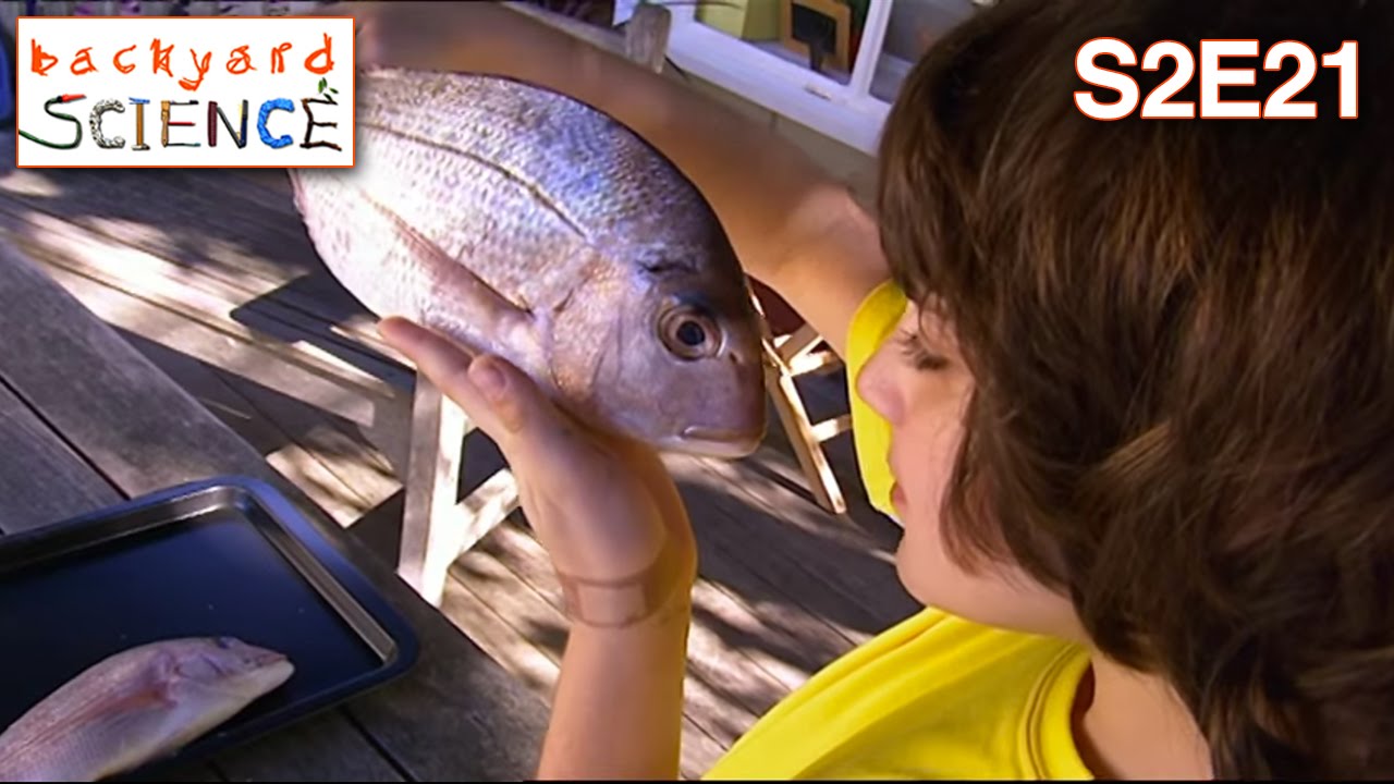 Backyard Science | S2E21 | How to tell the age of a fish - YouTube