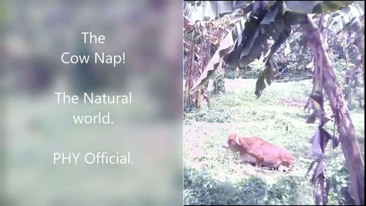 The Cow Nap! (The Natural World) No.10 - YouTube