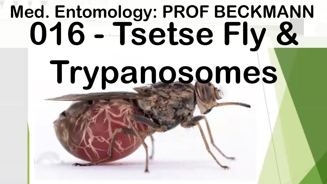 Medical Entomology 016: Tsetse Fly & Trypanosomes - YouTube