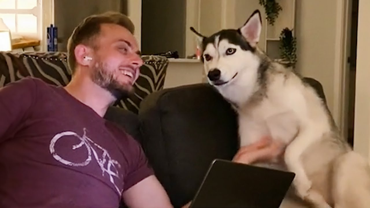 The dramatic Husky dog is the perfect way to start your day 🐶 - YouTube