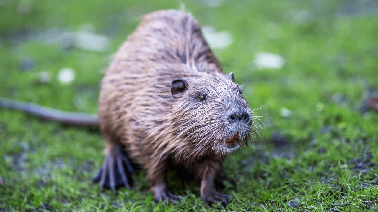 Nutria Rat Swimming in Louisiana USA 🇺🇸 - YouTube