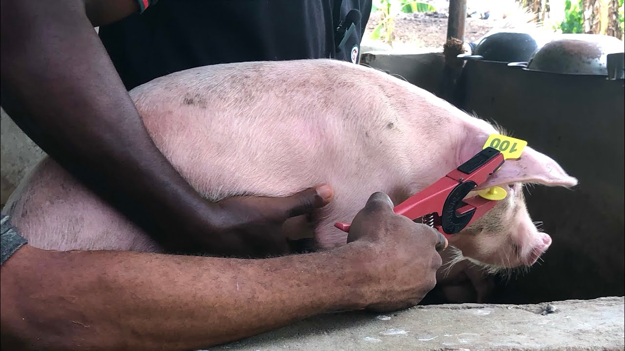 How We Fix Ear Tags On Our Pigs - YouTube