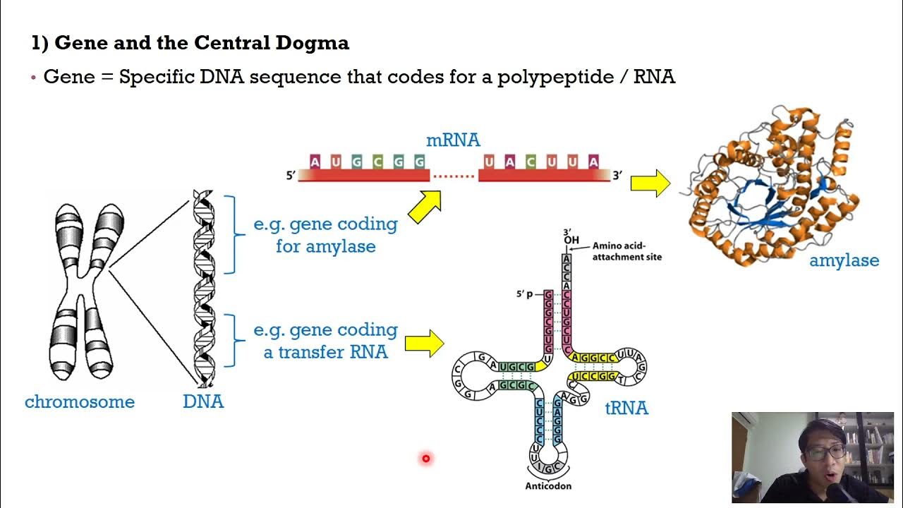 Protein Synthesis & Mutations 01 Gene & Central Dogma - YouTube