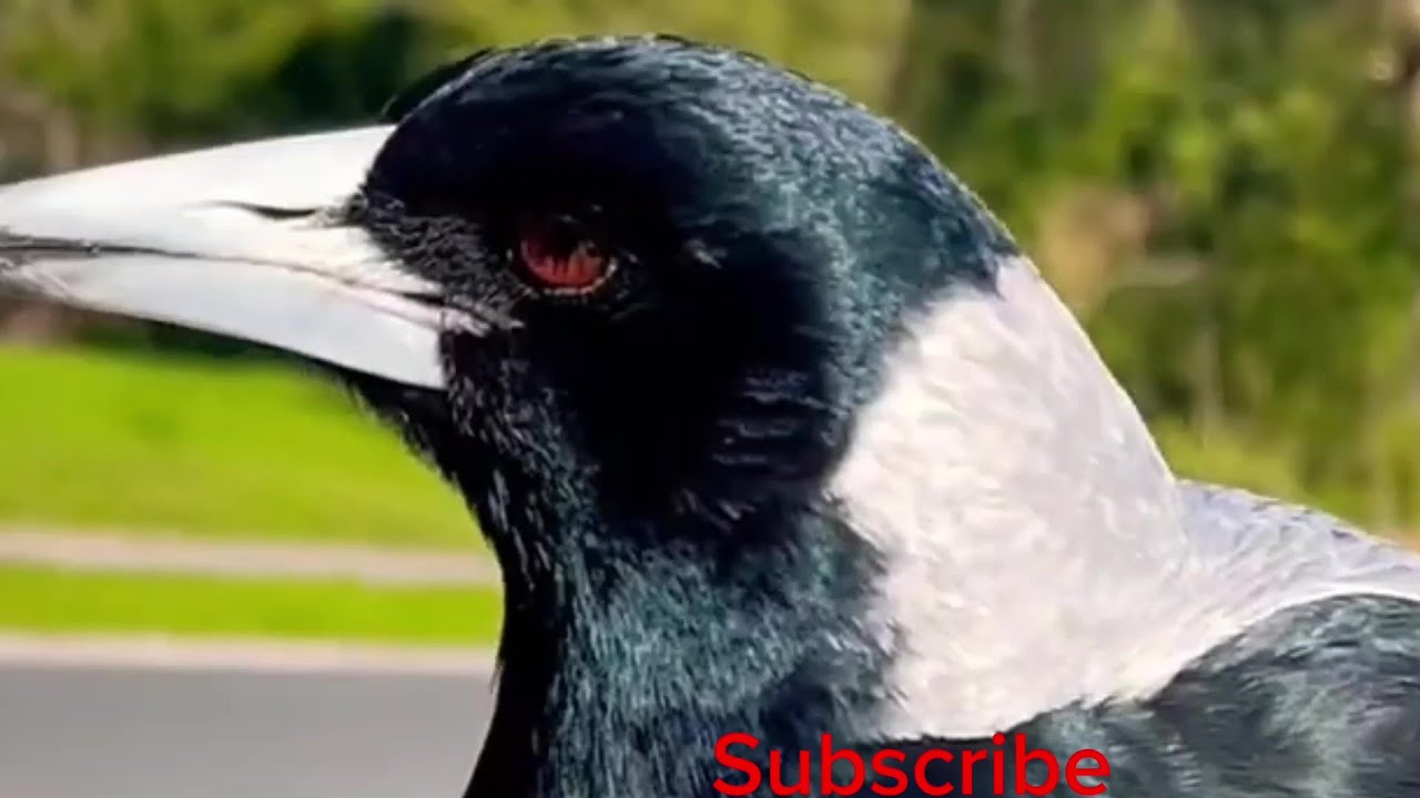 Australian magpie call - YouTube