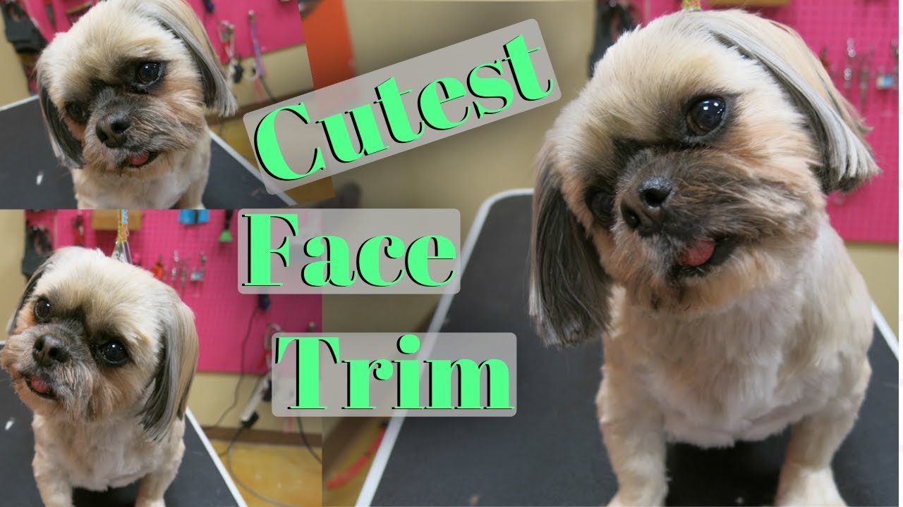 Cutest Shih Tzu Face Trim - YouTube