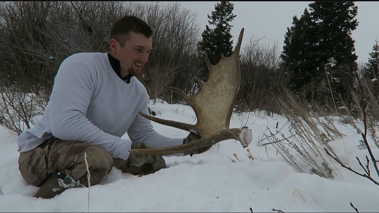 FIRST MOOSE SHEDS for 2017!! - YouTube