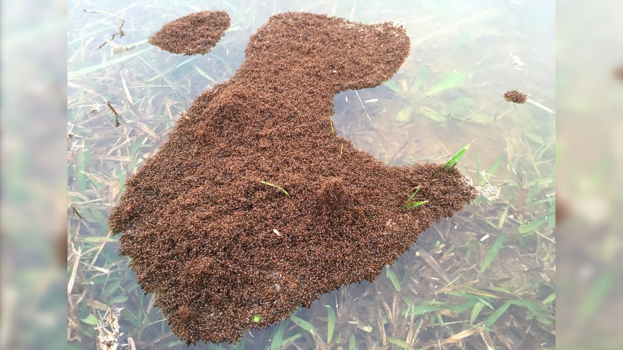 Fire Ants Build Rafts to Survive Floods and Rainy Seasons - YouTube