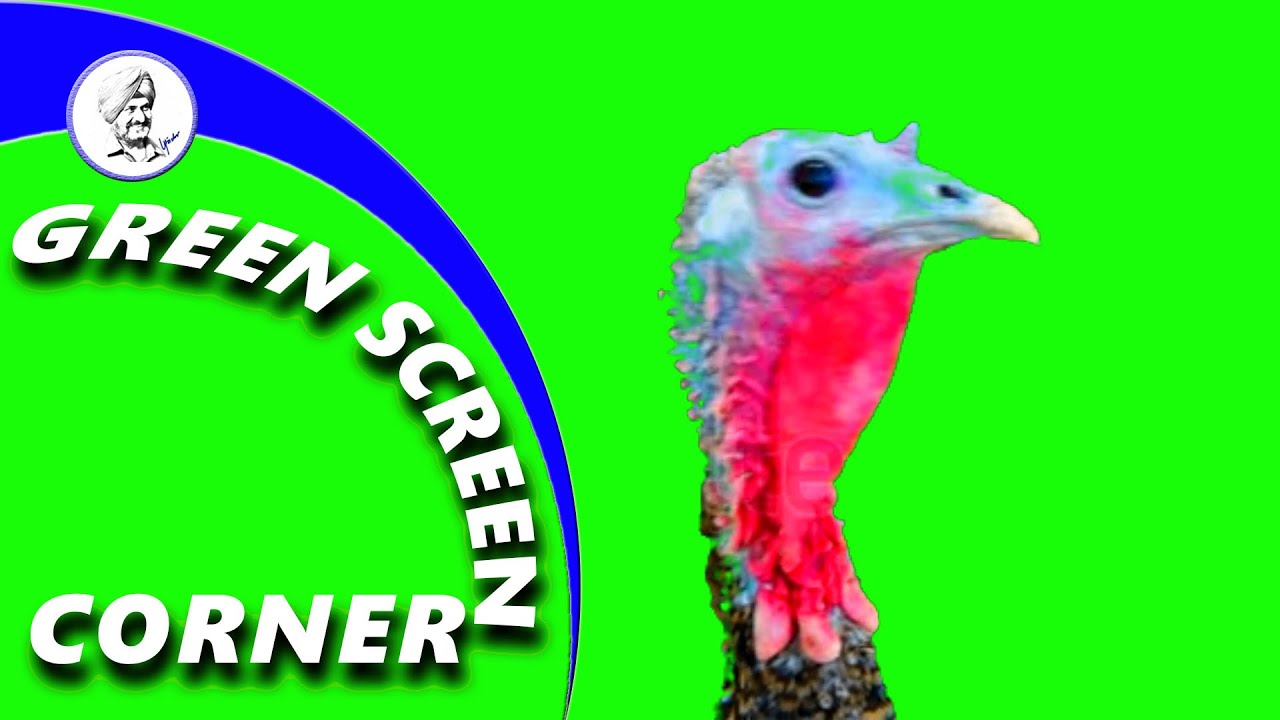 TURKEY THANKS GIVING Green Screen Corner Video Animation Background ...