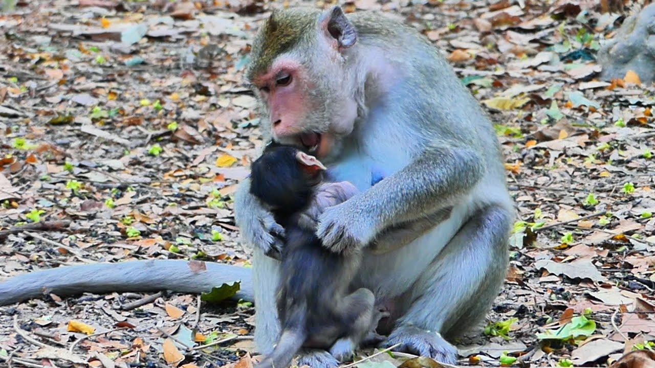 Breaking hurt baby monkey Pebbles warning by mom Piper denies clings ...