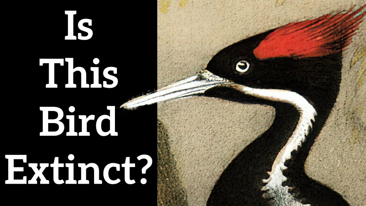 Is the Ivory billed Woodpecker Extinct? - YouTube