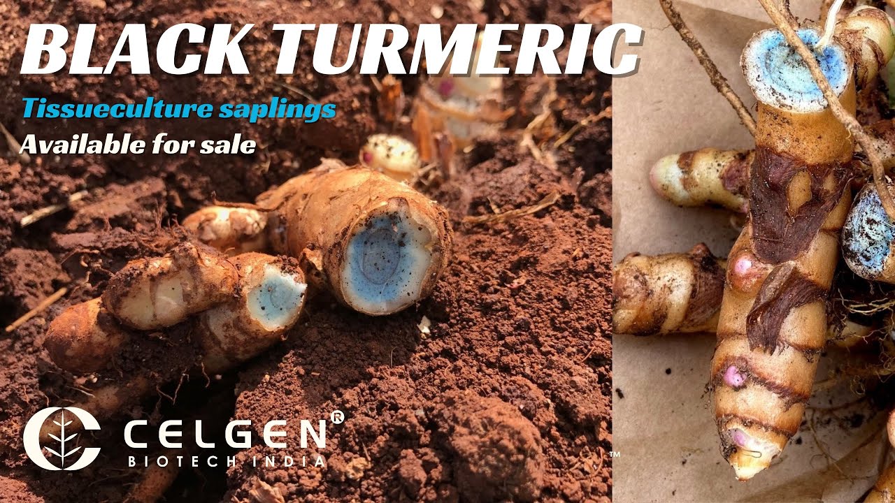 Black Turmeric (काली हल्दी) Tissue Culture Plants - Available #turmeric ...