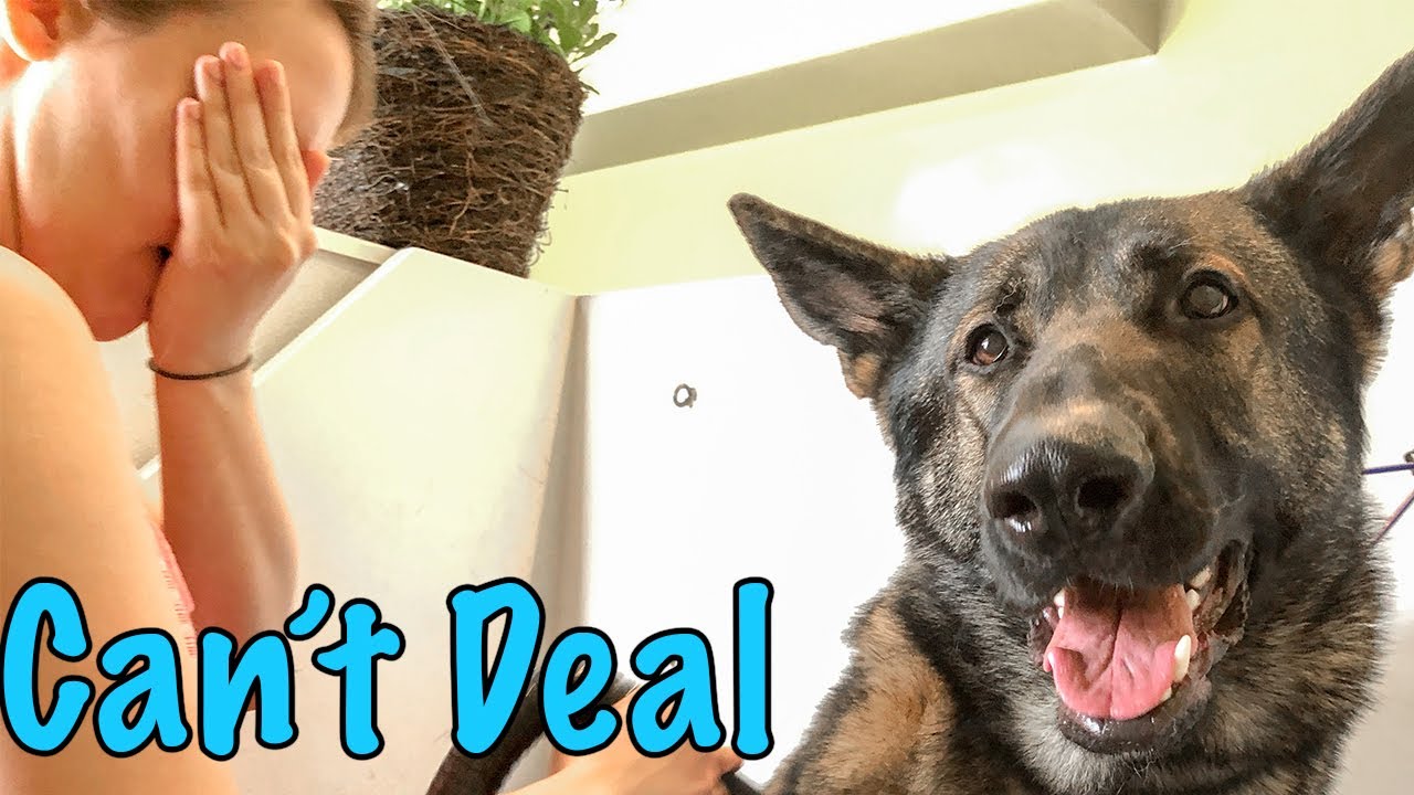 German Shepherds Daily VLOG! - YouTube