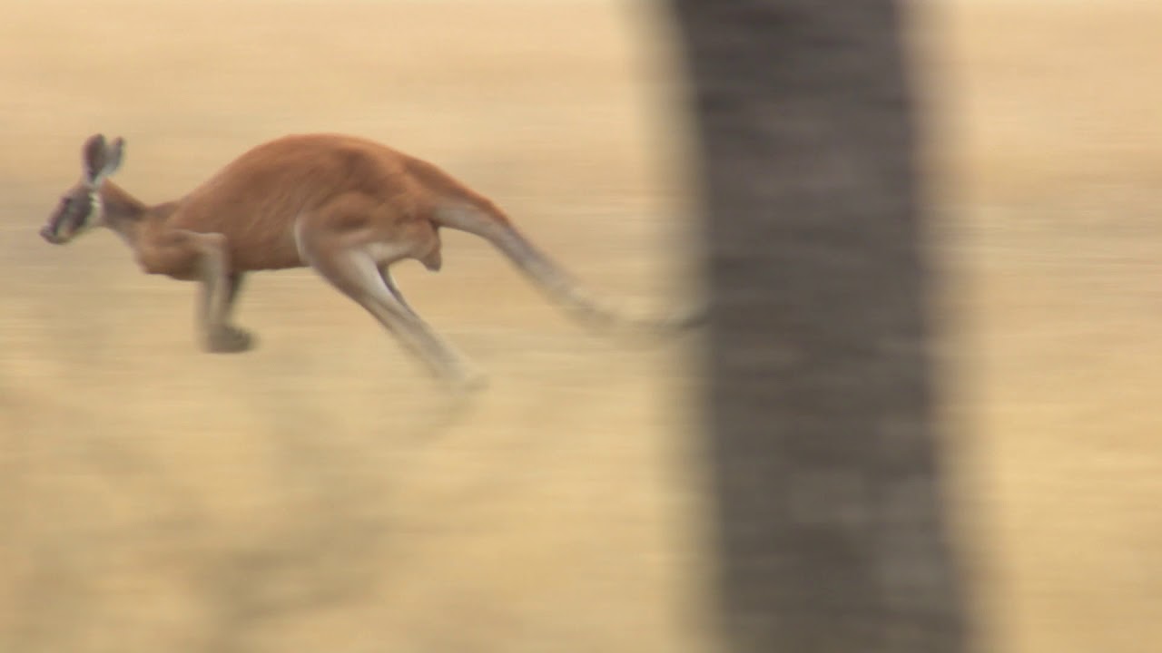 Footage of Big Red Kangaroos jumping quickly through the arid, dry ...