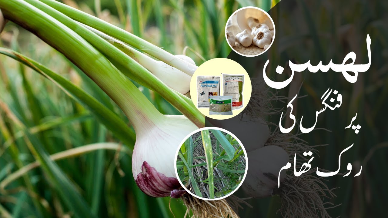 How to Control Garlic Fungus Attack | Lehsan Fungicide Spray - YouTube