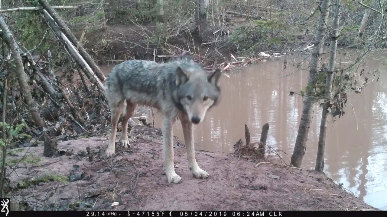 Northern Wisconsin Wolf - YouTube