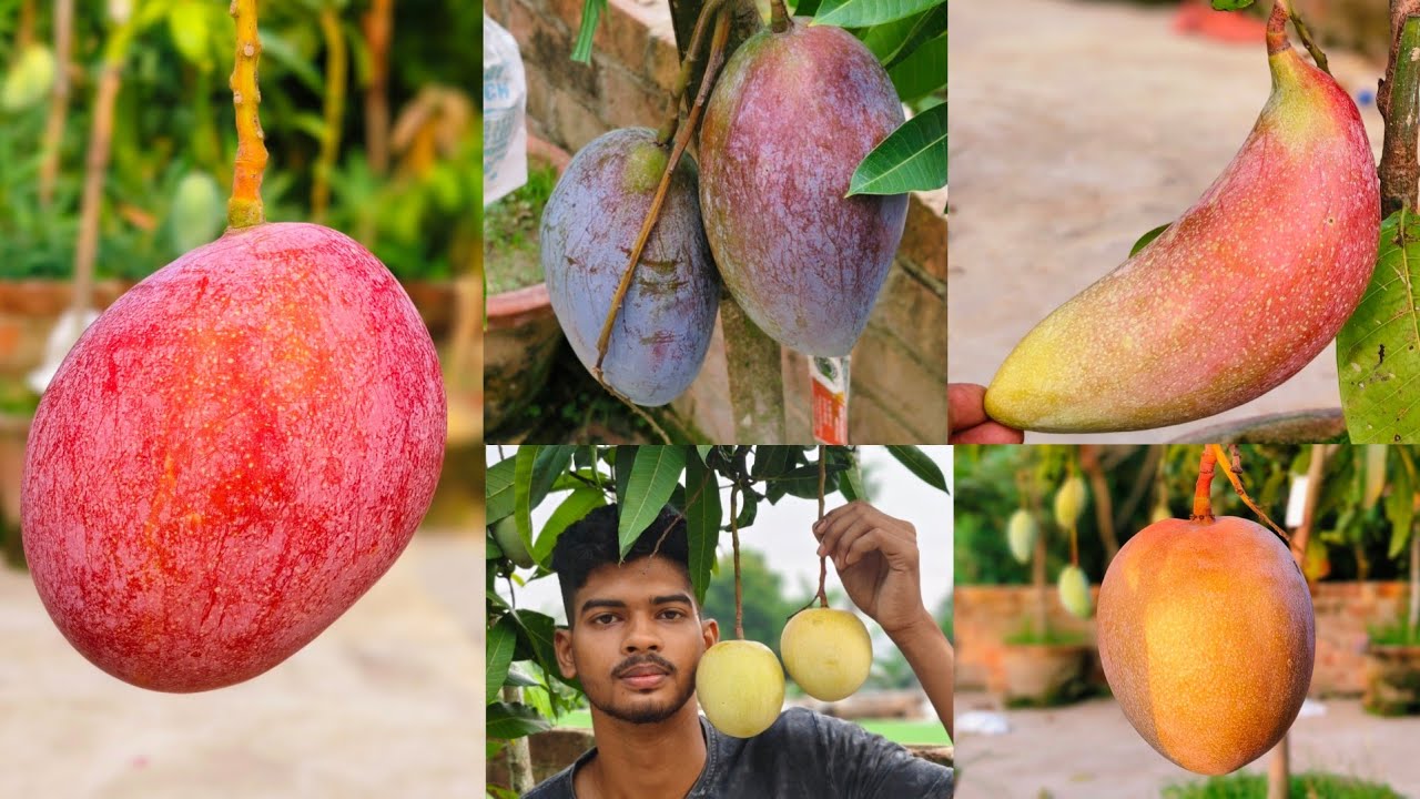 Top mango verities in india - YouTube