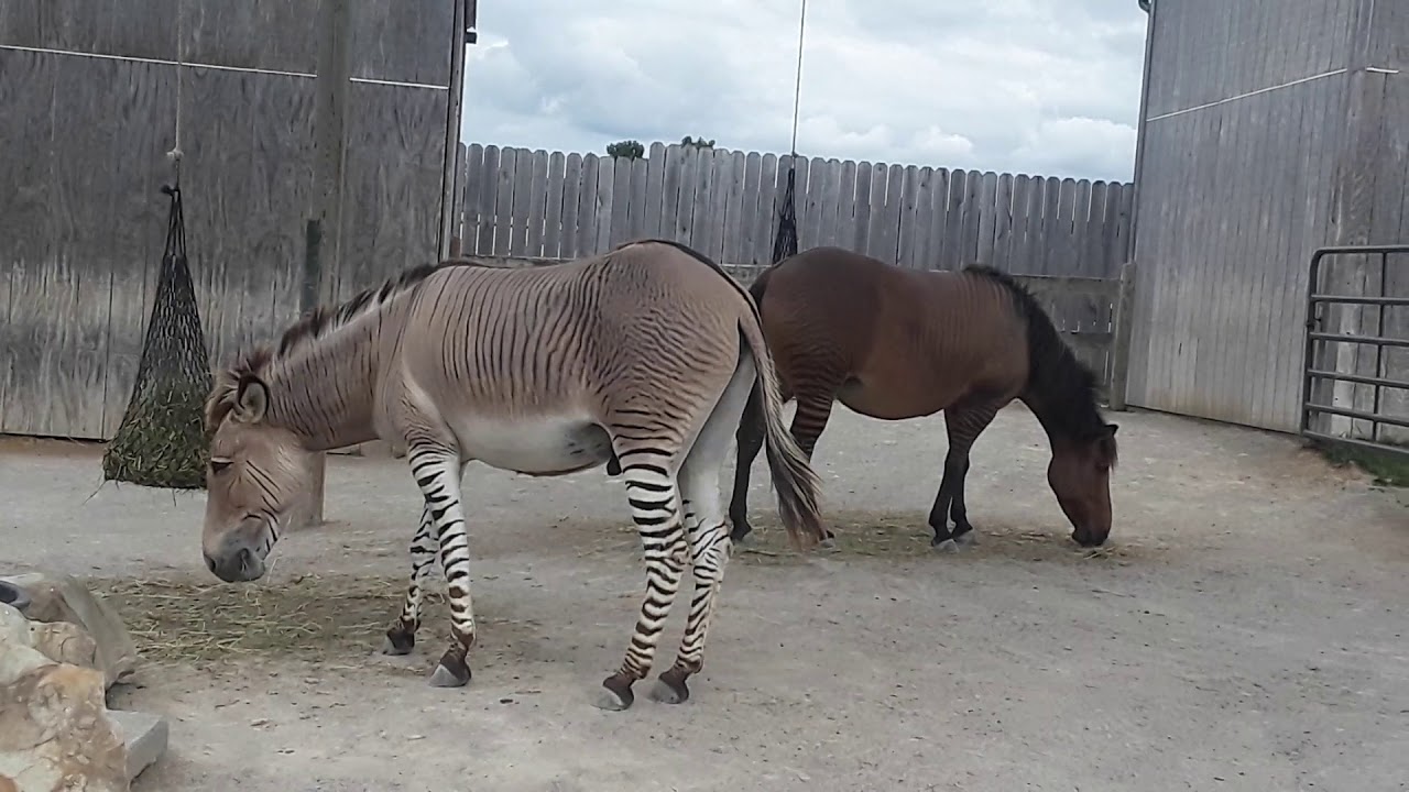 Zebroids.. Awsome - YouTube