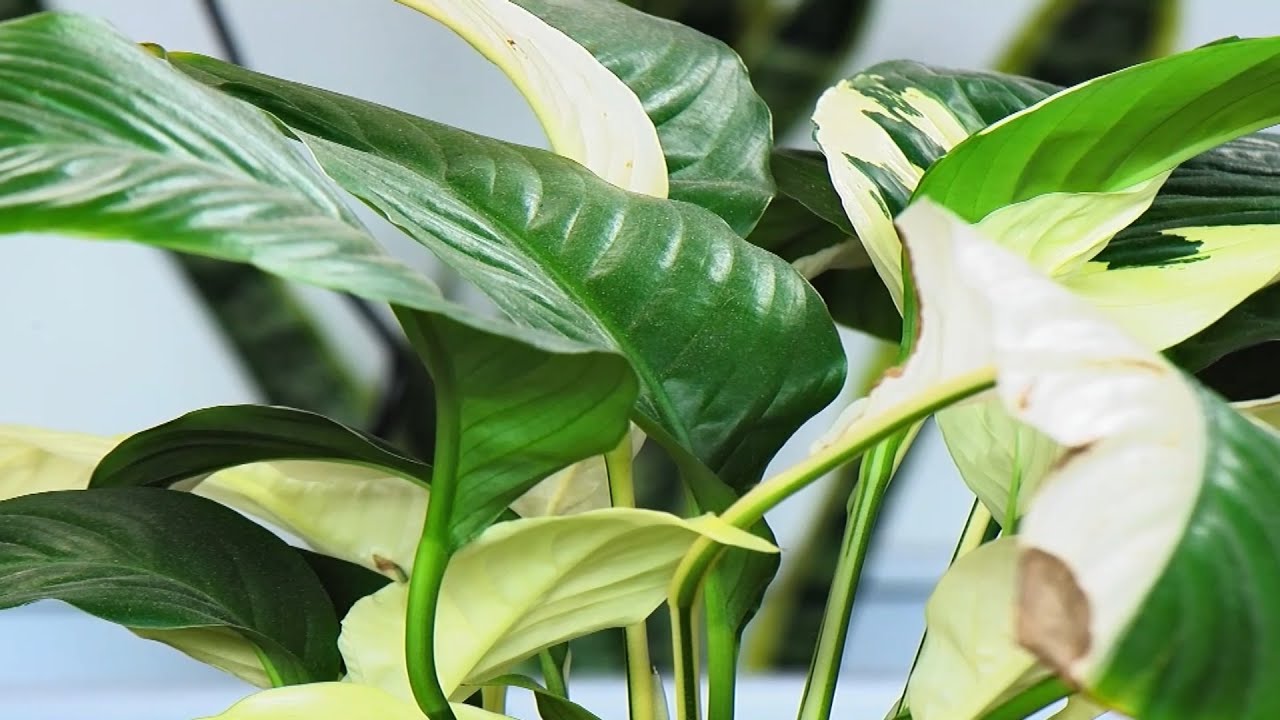Especial plantas Aráceas - Plantas y Jardines - YouTube