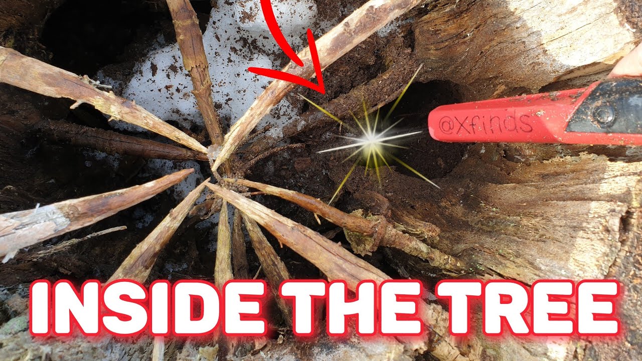Treasure inside old tree • Pinpointer Finds Metal Detecting - YouTube