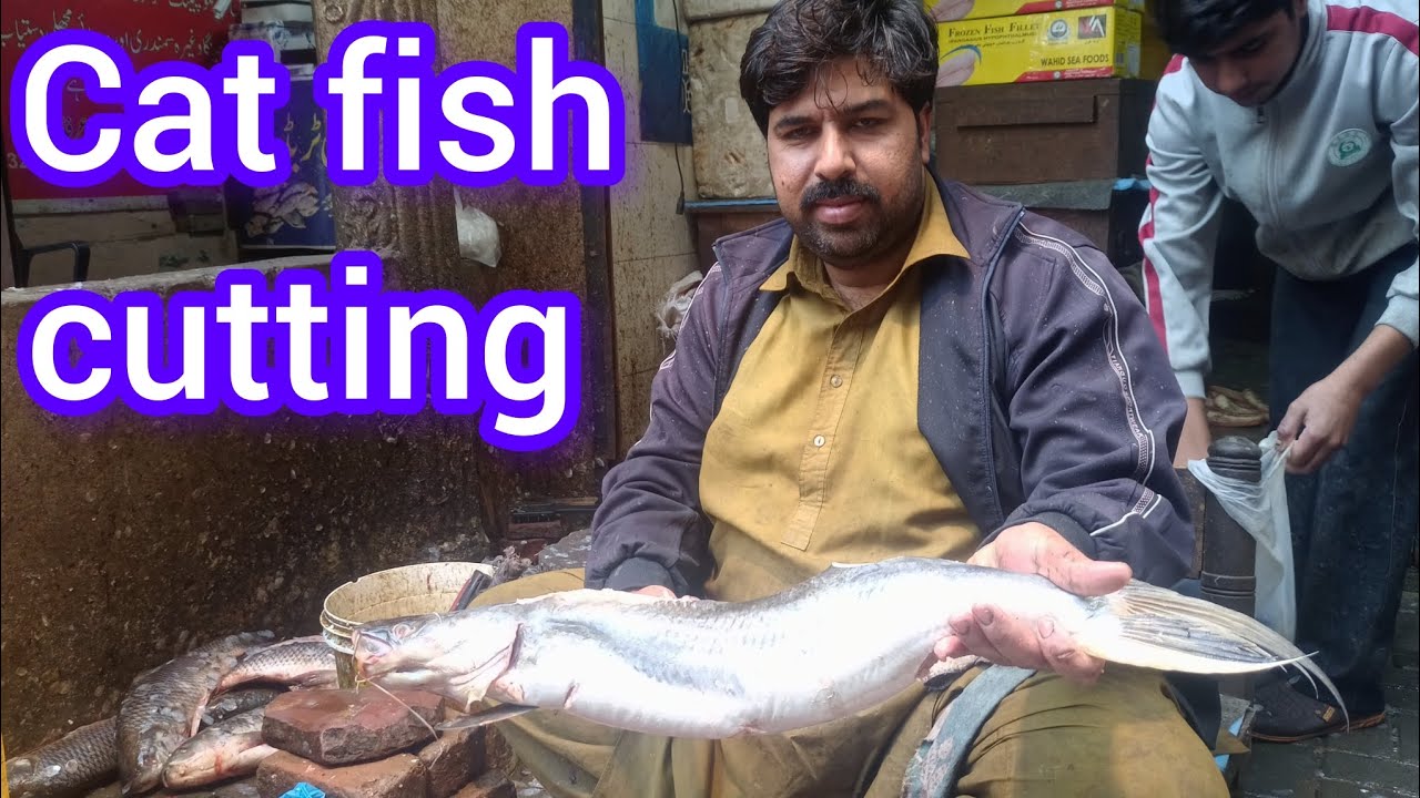 Amazing cutting of a cat fish by skillful fisherman| fish cutting - YouTube