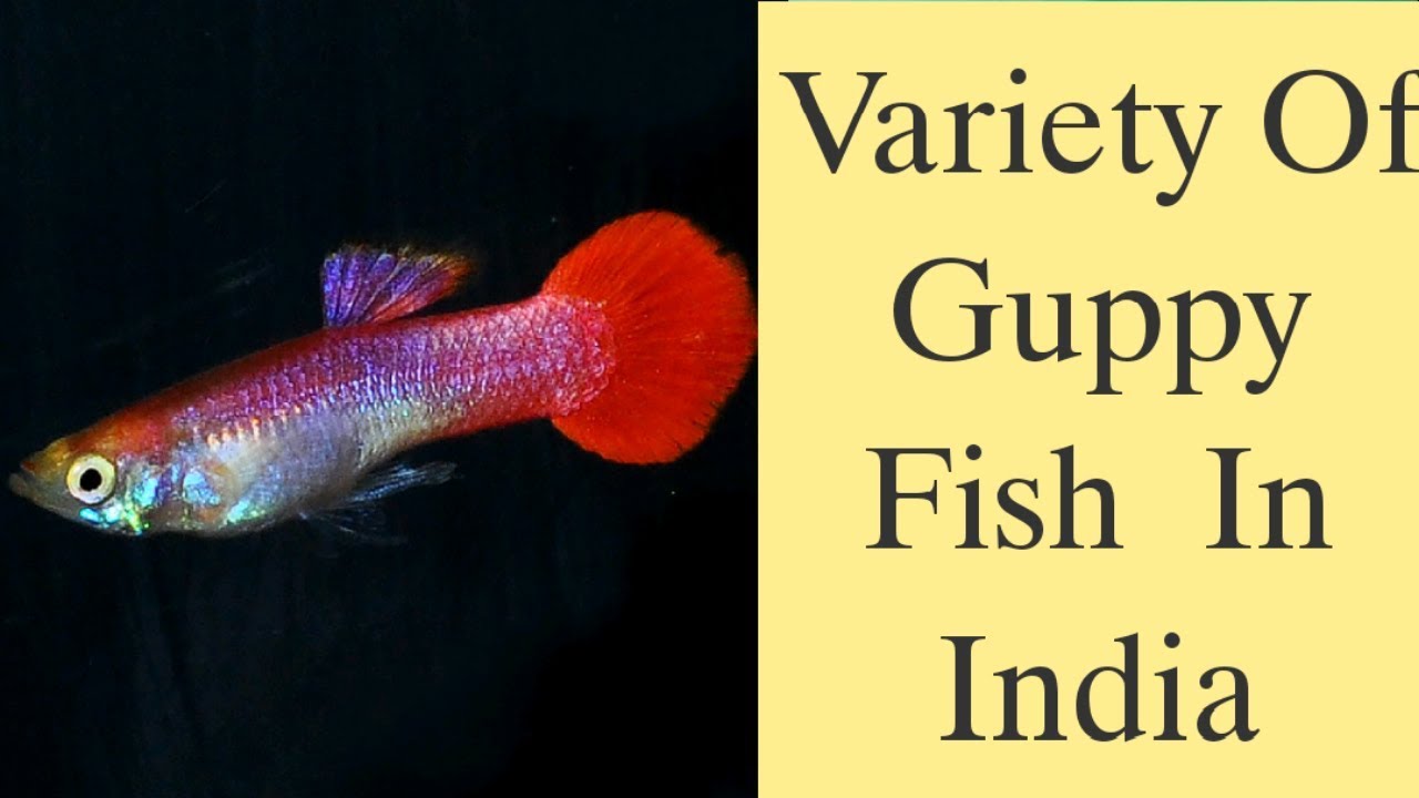 Guppy Fish in India Hindi | हिन्दी HD | Ornamental fish India - YouTube