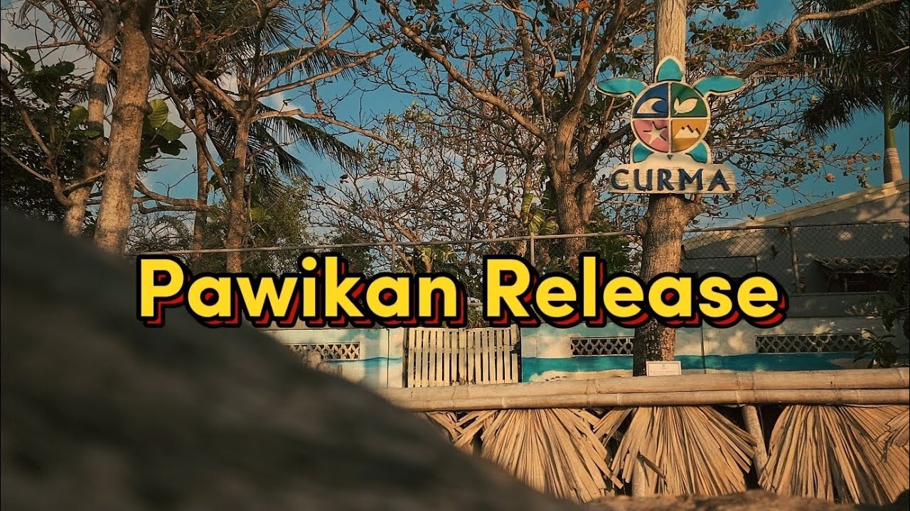 Pawikan (Olive Ridley) Sea Turtle Release | Curma, San Juan, La Union ...