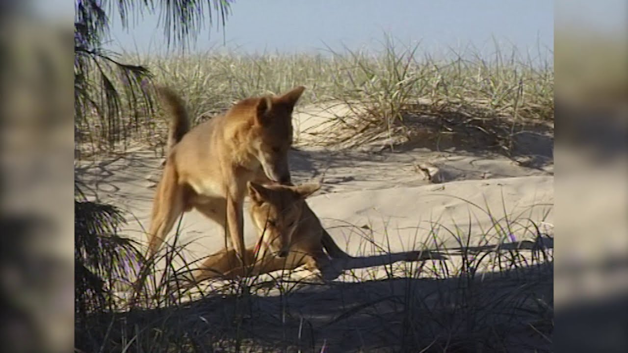 Wildest Australia - Full Length Documentary! - YouTube