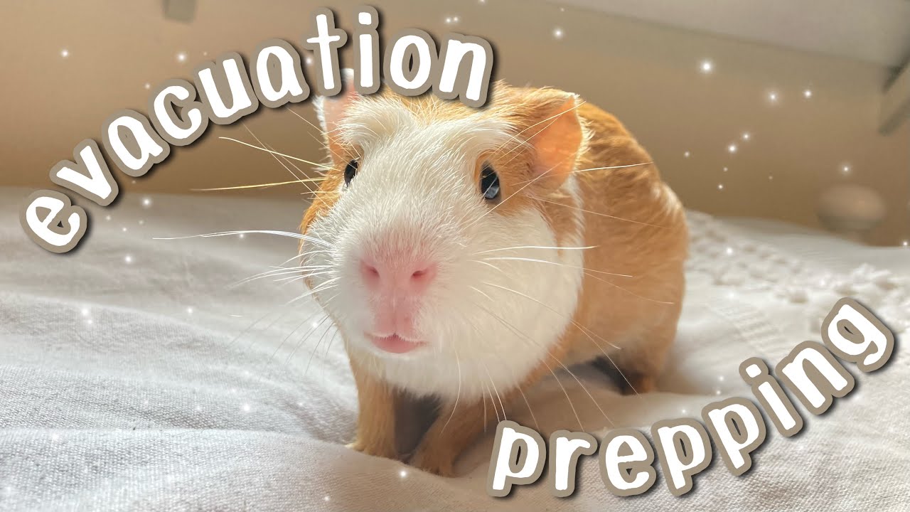 Natural Disaster Evacuation for Guinea Pigs || what to do - YouTube