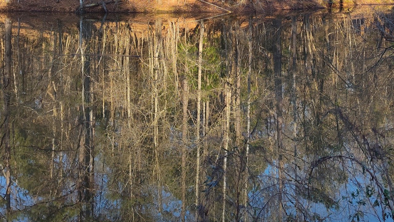 Live Nature &🗣️🗣️🗣️ Shout-out live! #birdsounds #Pondripples - YouTube