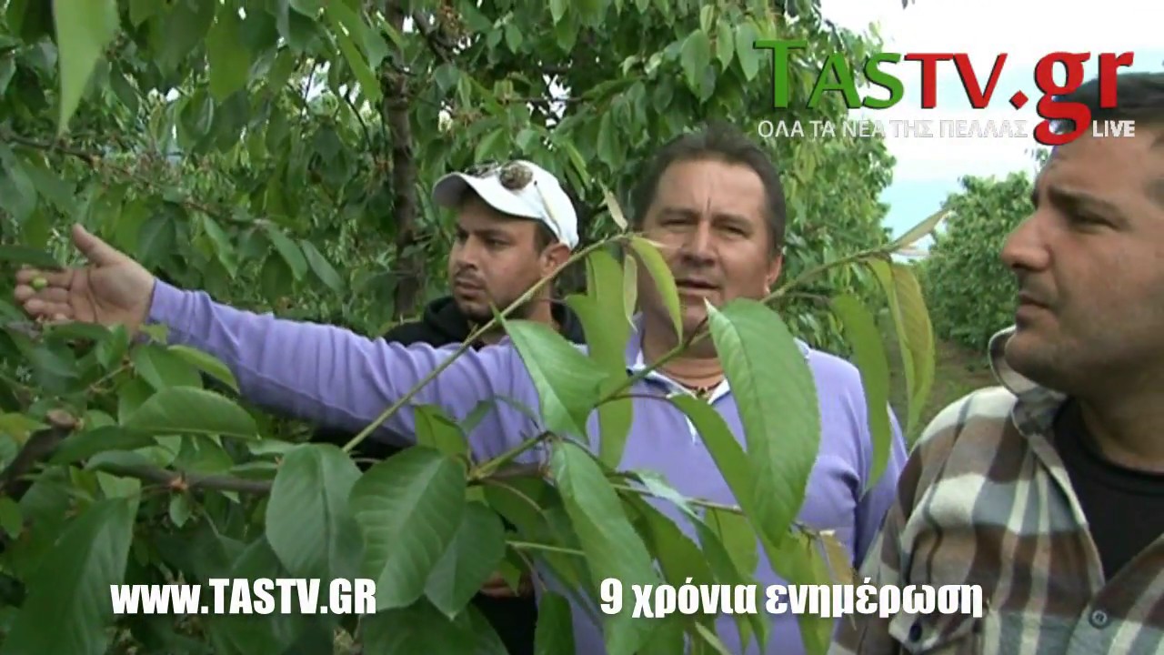 ΚΕΡΑΣΟΠΑΡΑΓΩΓΟΙ ΑΡΝΙΣΣΑΣ ΠΑΝΑΓΙΤΣΑΣ - ΔΙΑΜΑΡΤΥΡΙΑ ΓΙΑ ΚΑΤΑΣΤΡΟΦΕΣ (11-5 ...